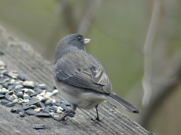 North Carolina Birding | Birding for Life