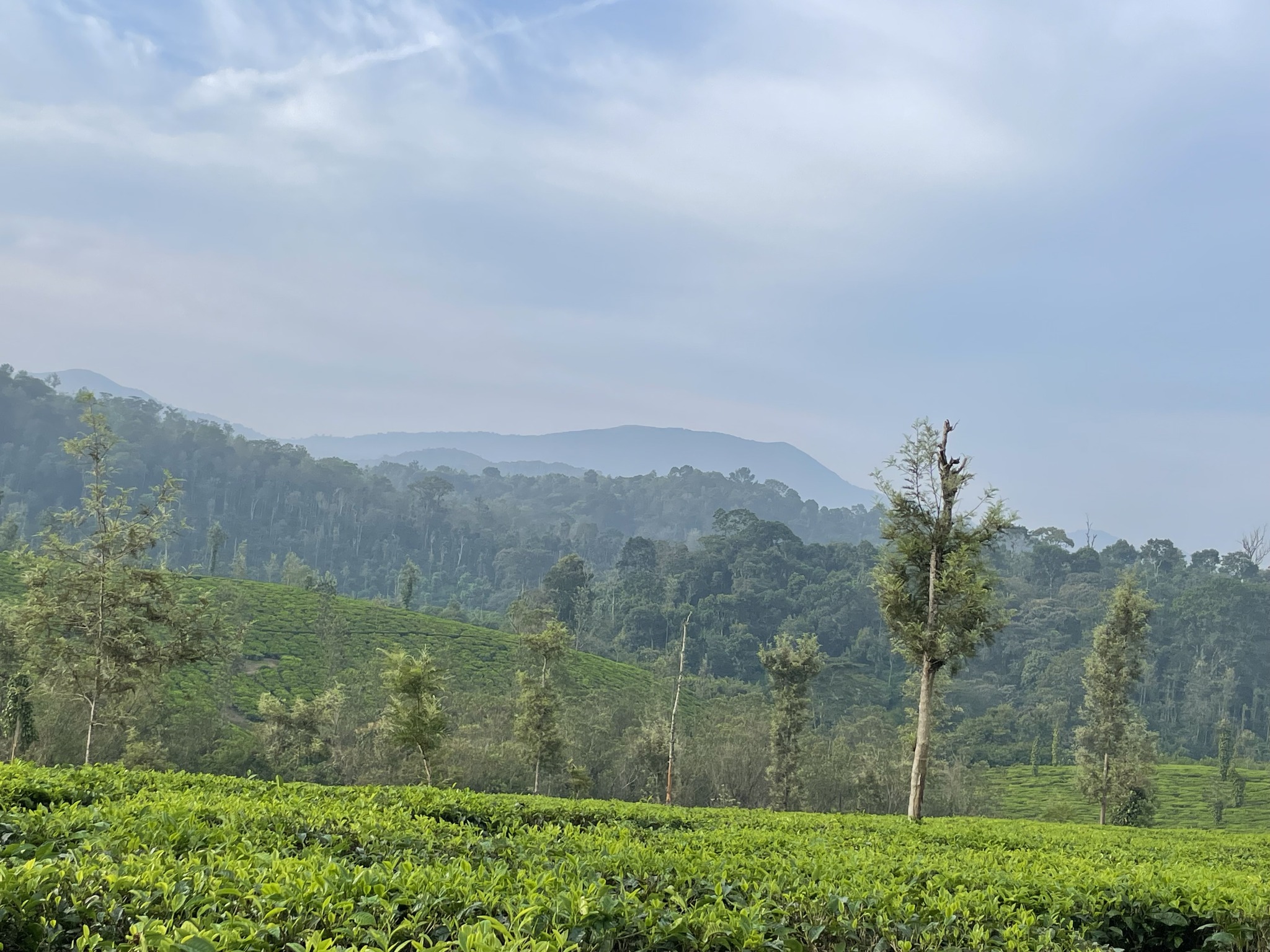 India 2023 – Coorg (Part 2a of 4) | Birding for Life