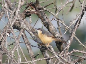Birding for Life | Birds, life, and adventure