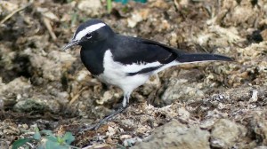 Birding for Life | Birds, life, and adventure