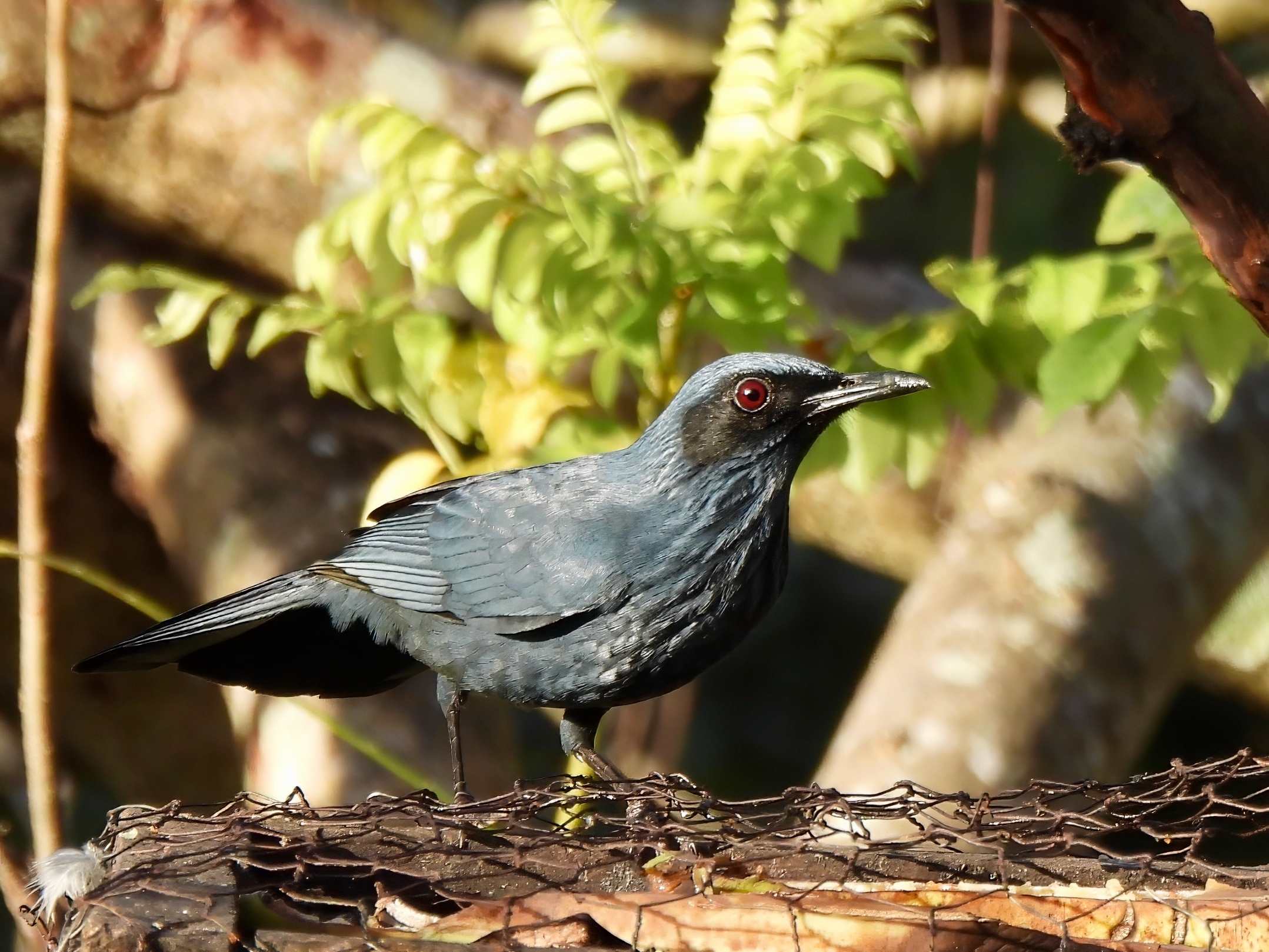 Birding for Life | Birds, life, and adventure