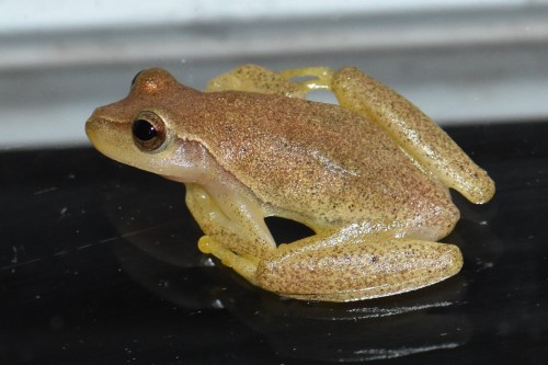 Birding for Life | Birds, life, and adventure