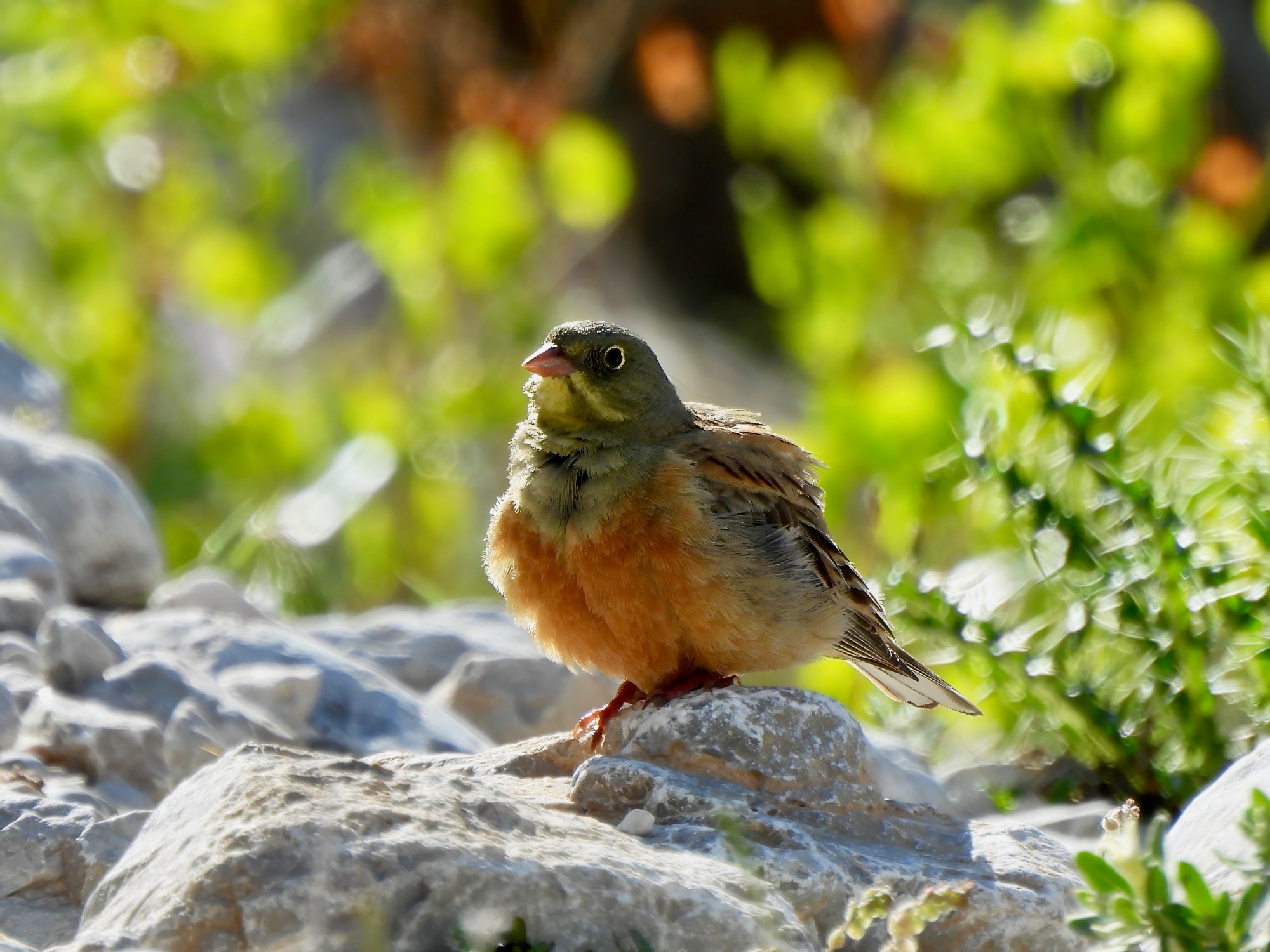 Birding for Life | Birds, life, and adventure